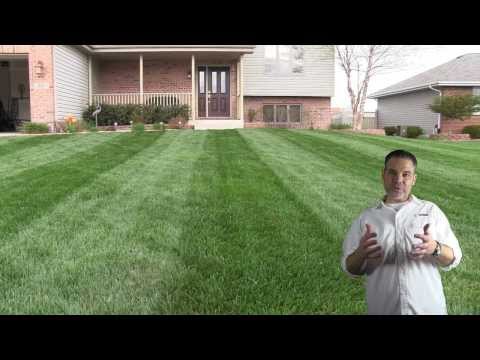 Organic Lawn Care Tips & Advice