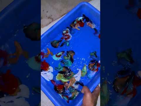 Thailand Betta Fish Packing !! All India 🇮🇳 & Nepal 🇳🇵 Shipping Possible !!