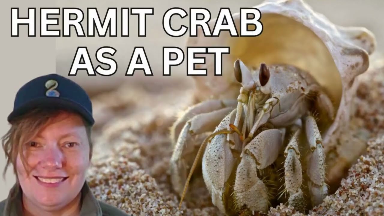 Keeping a Hermit Crab as a Pet: 5 Reasons Why They Make Delightful Companions!