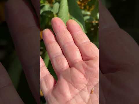 How to tell when #amaranth is ready to #harvest #homestead