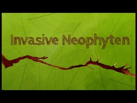 Invasive Neophyten Untertitel englisch