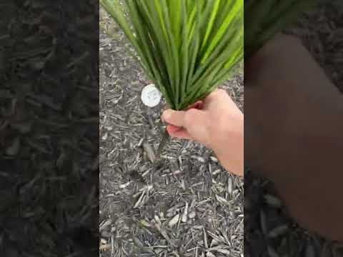 Using artificial monkey Grass from Hobby Lobby for outdoor landscaping:)