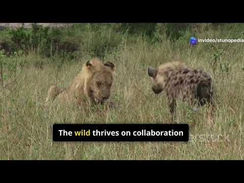 Wildlife’s Unbelievable Collaborations Nature’s Smartest Partnerships
