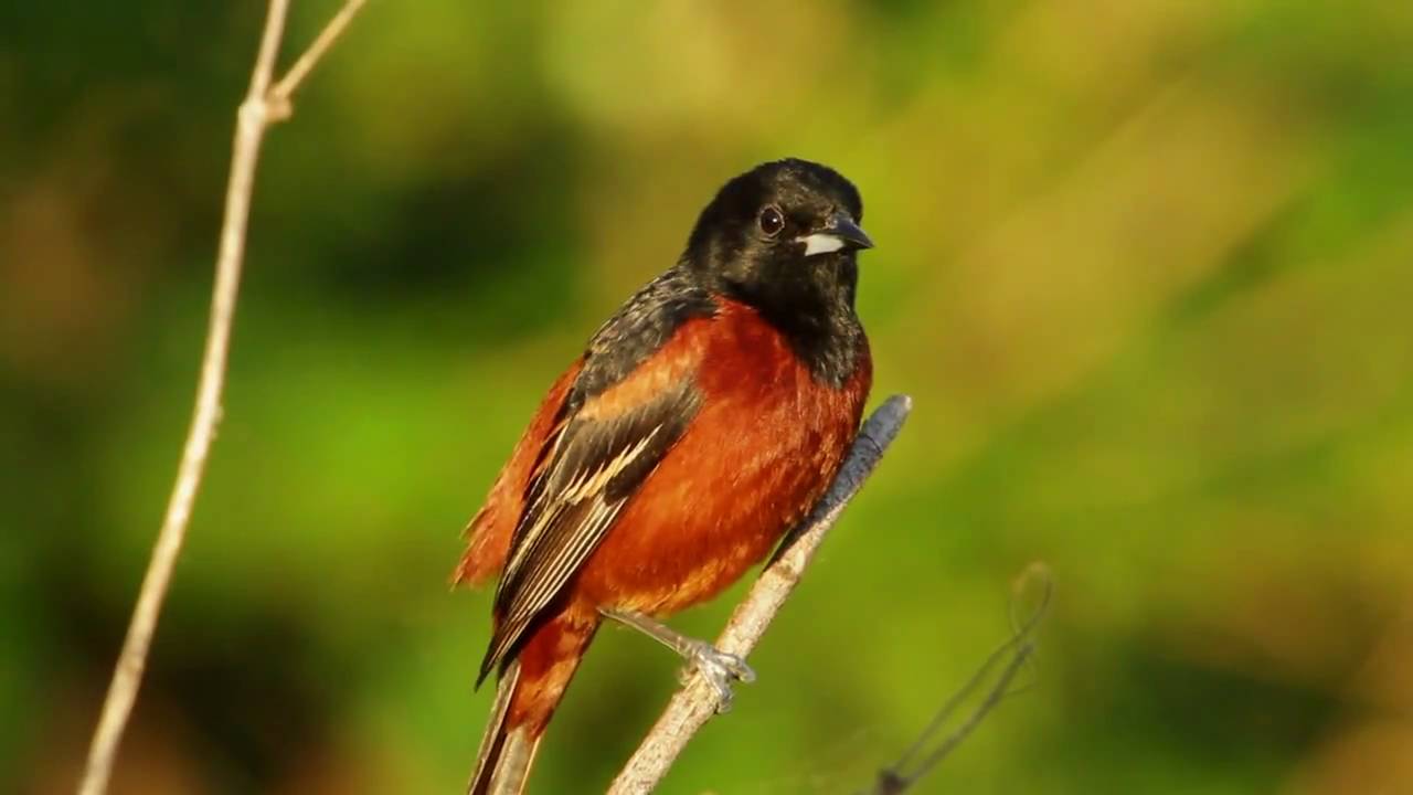 Orchard Oriole