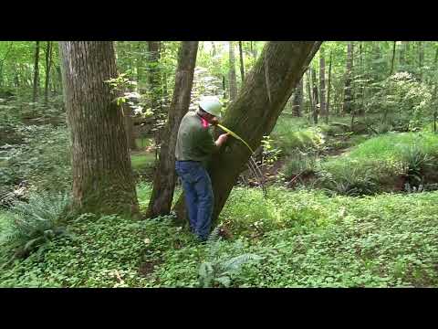 Measuring diameter on trees with irregularities