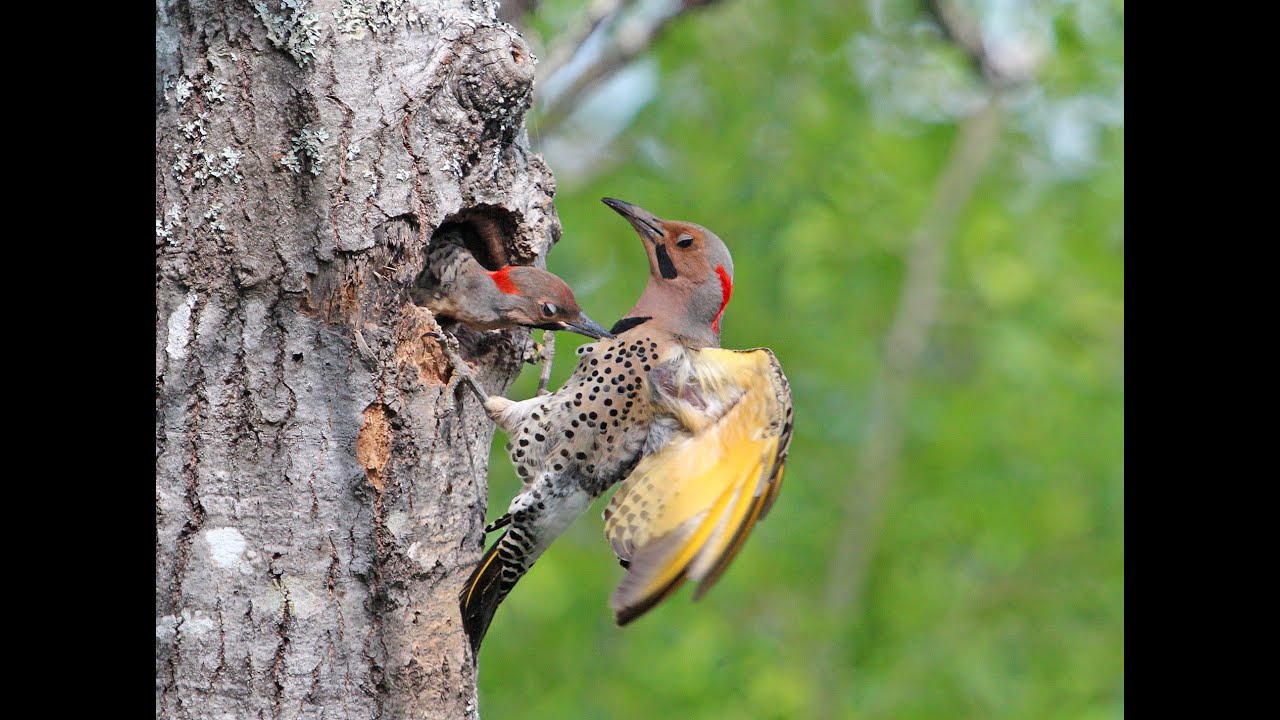 Northern Yellow-shafted Flicker Colaptes Auratus Auratus: Chicks Feed, Fly from Nest