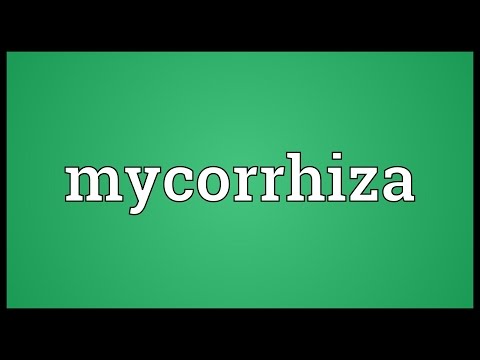 Mycorrhiza Meaning