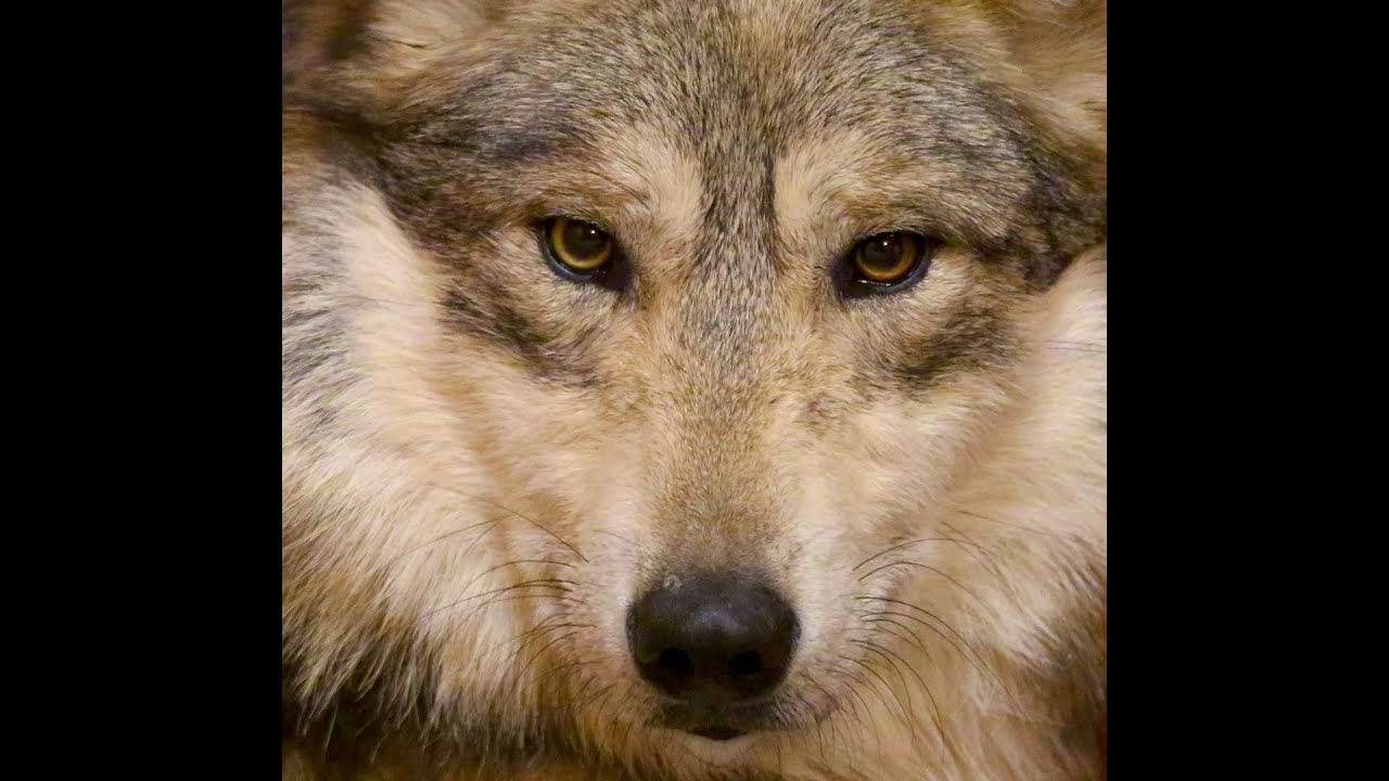 Mexican Gray Wolf  Documentary