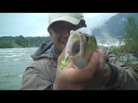 TROUTSIDER: Shad Fly Fishing