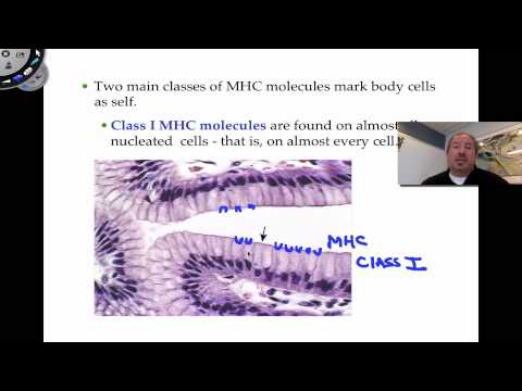 Cell Mediated Response