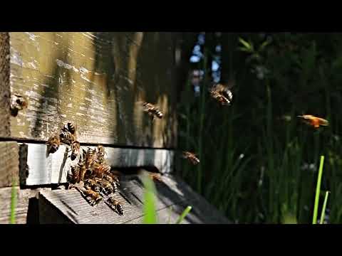 Project Honey Bees - Bees and Hives