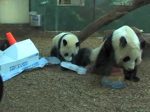 Giant Panda - Zoo Atlanta