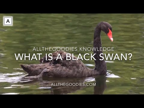 What is a Black Swan? | Allthegoodies Knowledge