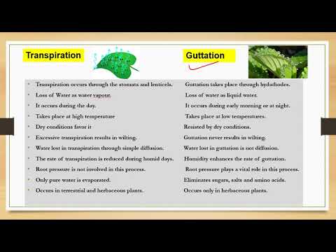 Transpiration vs Guttation