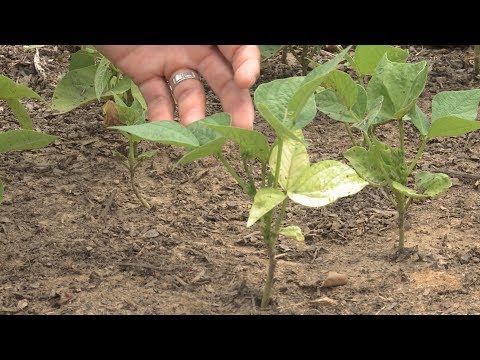 Nutrient Deficient (Yellowing Leaves) Bean Fix โ This Week in the Garden