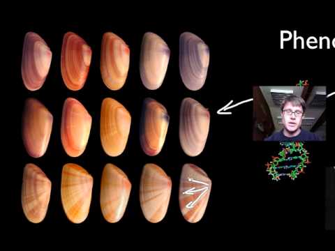 Examples of Natural Selection