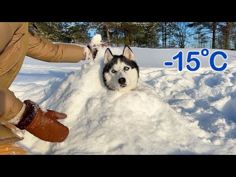 We Covered Our Dogs With Snow! Our Happy Frosty Day With Husky | 5℉