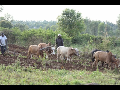 Ploughing Season in Africa.