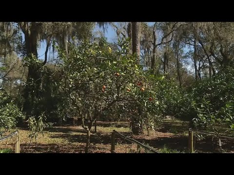Florida citrus crops in big trouble