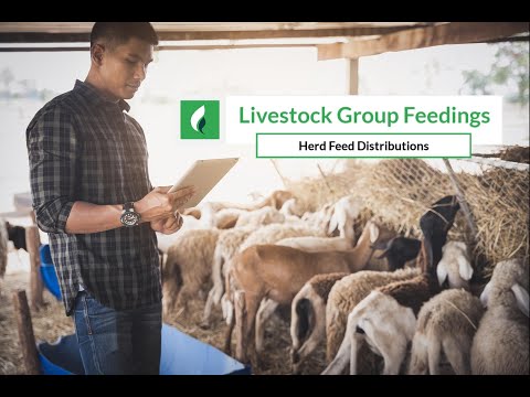 Group Feeding Distributions for Livestock