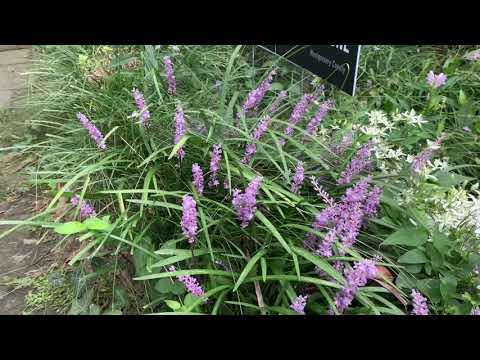 Liriope Plant Profile