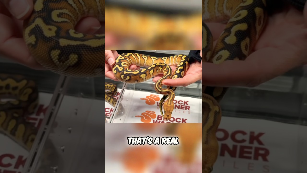 Check out this $20k Bambino Ball Python Morph!