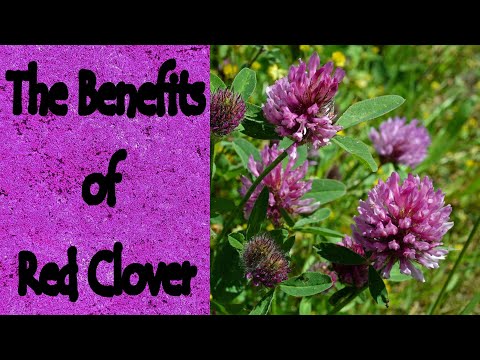 The Benefits of Red Clover (Trifolium Pratense)