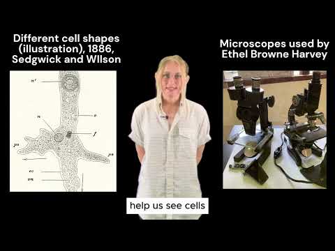 Seeing Cells in Life Introduction