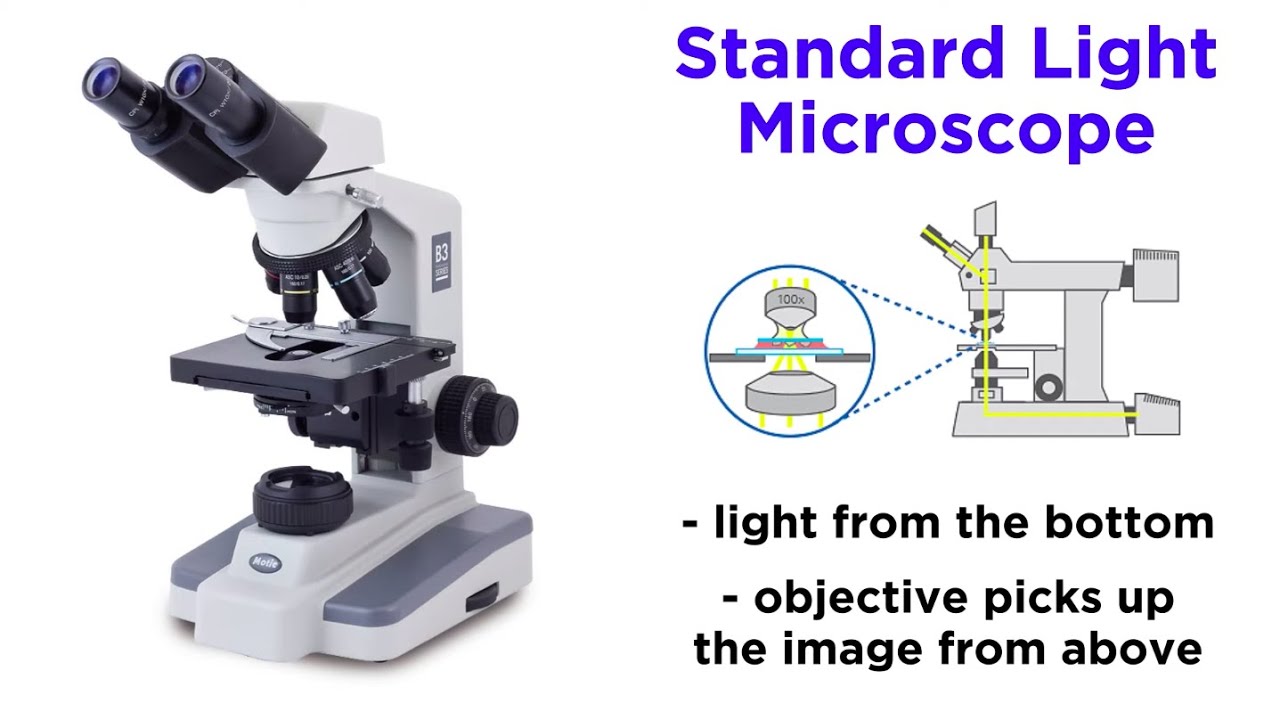 Light Microscopy: Function and Utility