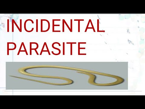 INCIDENTAL PARASITE