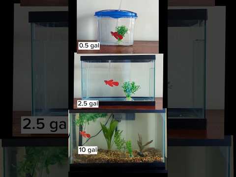 Tiny vs. larger aquarium for betta fish