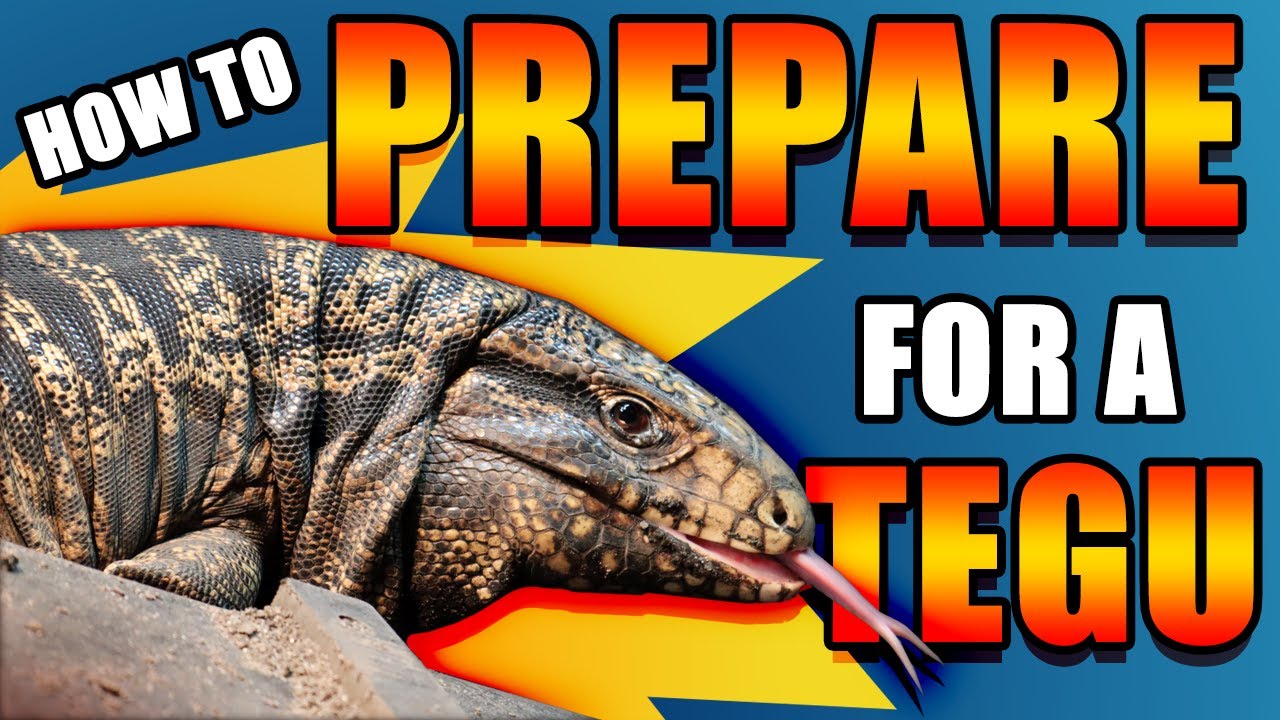 YOU ARE NOT PREPARED! How To Be Ready For Your Tegu!