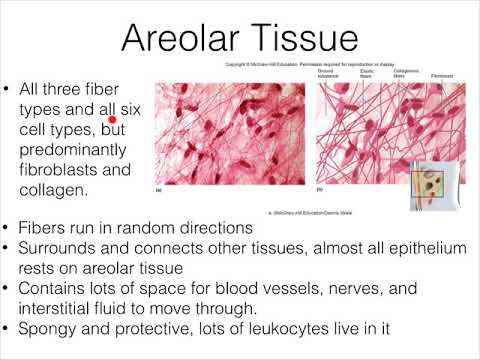 20 fibrous connective tissue