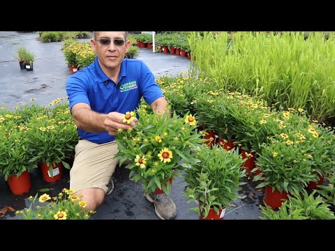 Part I: What Perennials are Summer Hardy?