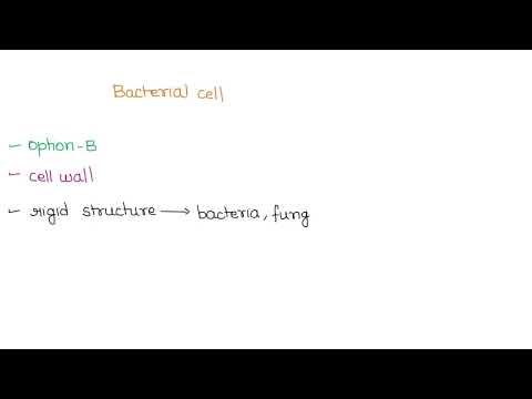 What do bacterial cells have that animal cells lack? Select one: a. Cell membrane b. Cell wall c. N…