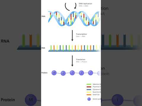 #shorts  What is the ‘Central Dogma’?