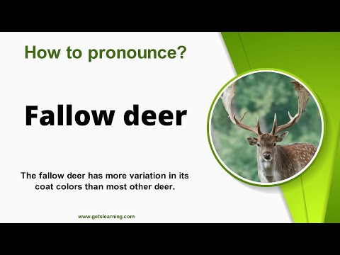 How to pronounce (Fallow deer) in English correctly