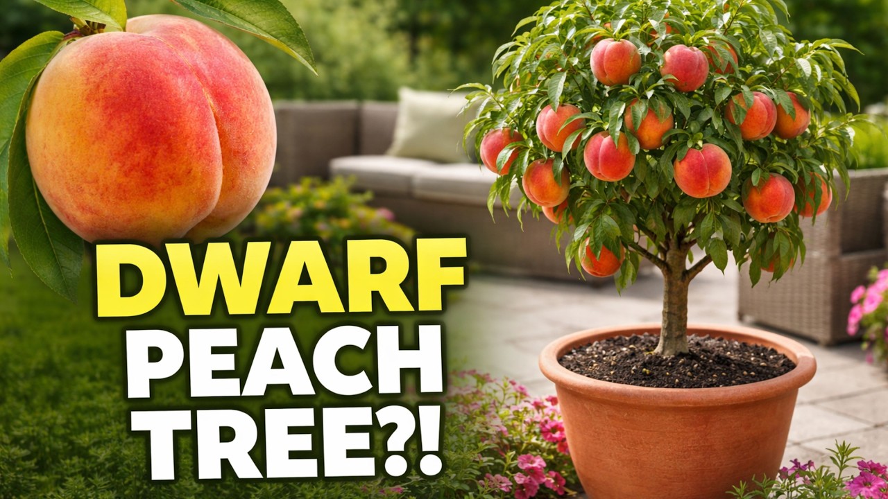 Dwarf Peach & Nectarine Trees | Grow Fruit in Small Spaces