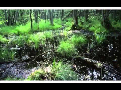 Swamp Forest - pictures