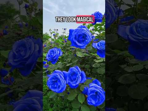 The Truth Behind Blue Roses | Nature's Mystical Secret #Rose #BlueRoses #NatureFacts