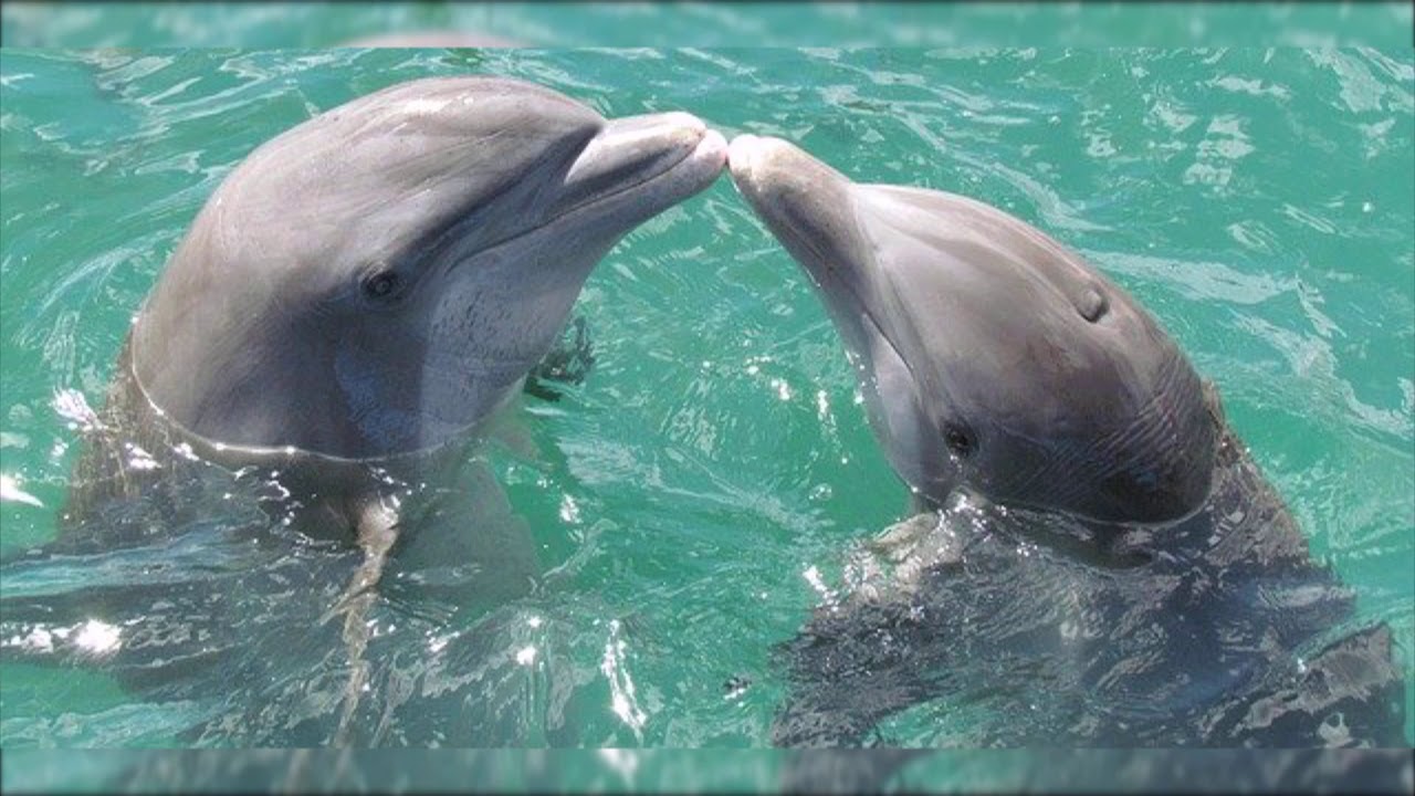 Imágenes de delfines, fotos de delfines en el mar, hermosos