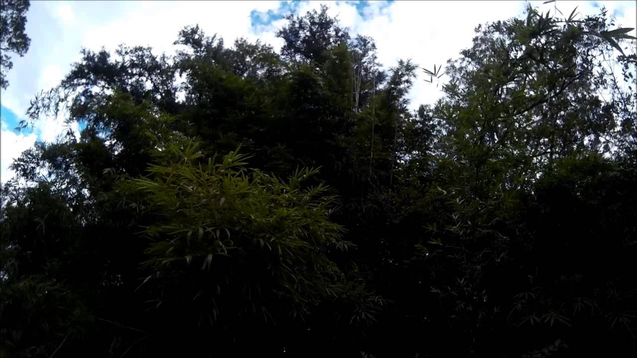 Graceful Bamboo Relaxation Video
