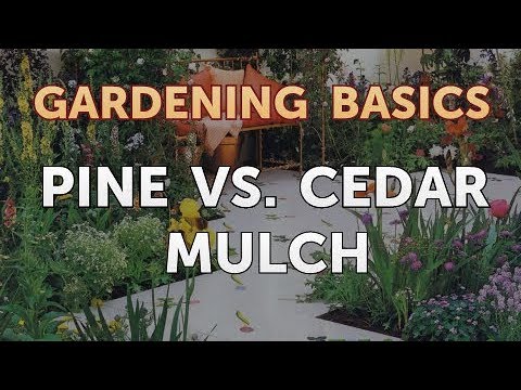 Pine Vs. Cedar Mulch