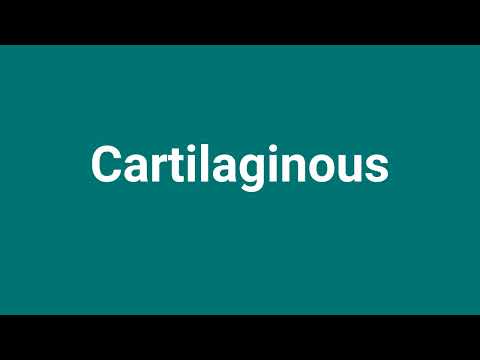 'Cartilaginous' Meaning and Pronunciation