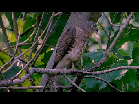 Is a Coopers hawk rare?