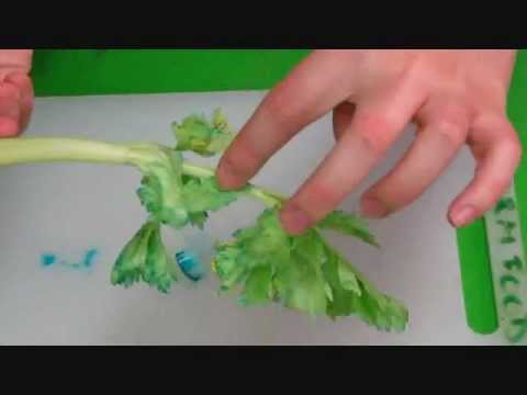 Celery Experiment – Water-carrying tubes | 4F's Corner