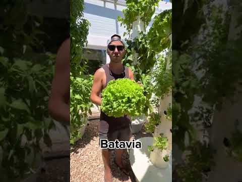 lettuce at 36 degree sunny day π #lettuce #horticulture #instagram #shorts