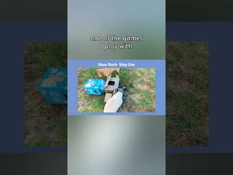 How To Tire Your Rambunctious Dog (clip from the full #TrainingTipTuesday--2024July23)