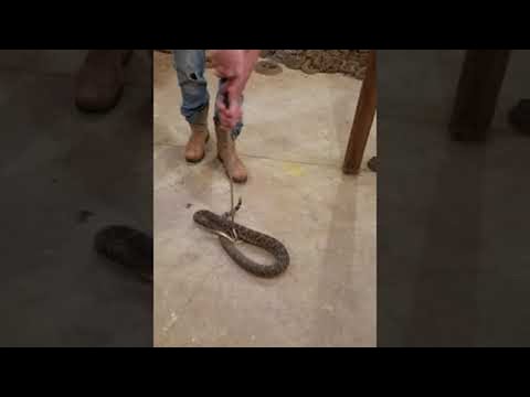 Rattlesnake Bites Man || ViralHog