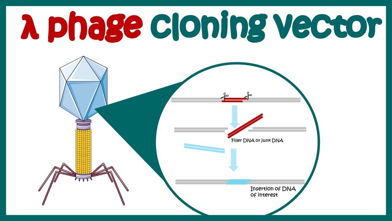 Lambda phage vector |  (lambda cloning vector) | What are the advantages of lambda phage vector?